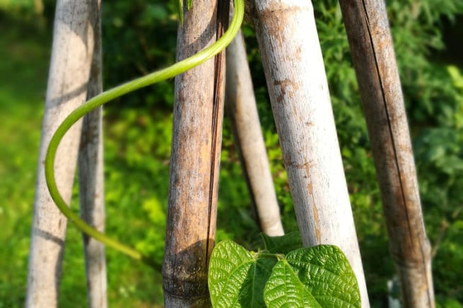 Bean Roots » Everything You Need to Know