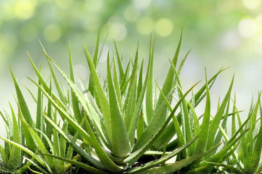 Aloe Vera Pups » Everything You Need to Know