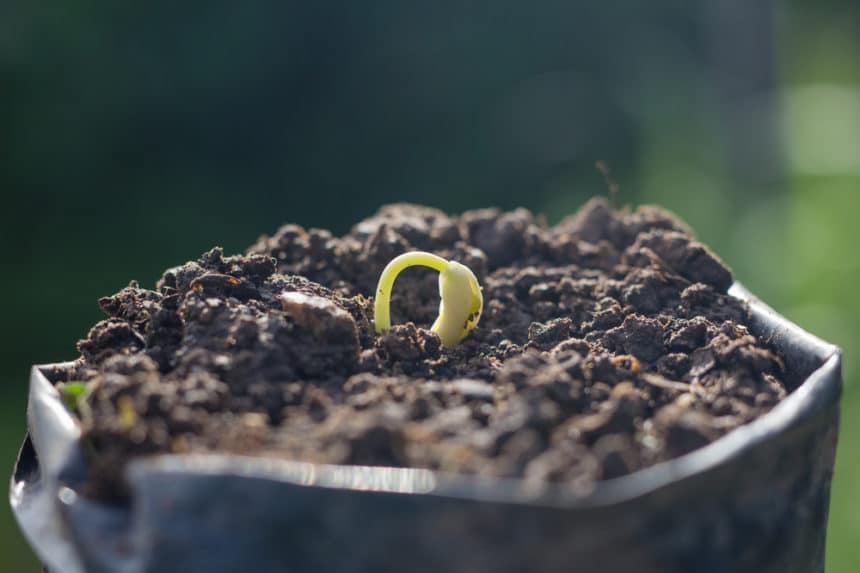 Bean Roots » Everything You Need to Know