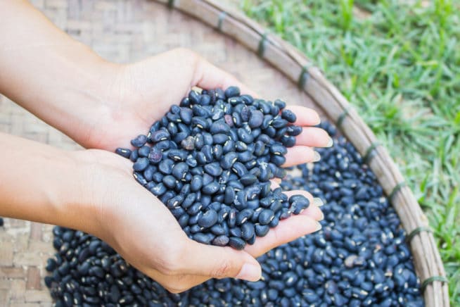 Bush Bean Spacing & Giving the Room They Need