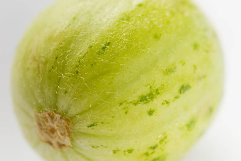 When to Pick Lemon Cucumbers » Tips to Pick Like a Pro