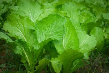 Mustard Tree Size » Top Tips on How Big it Grows