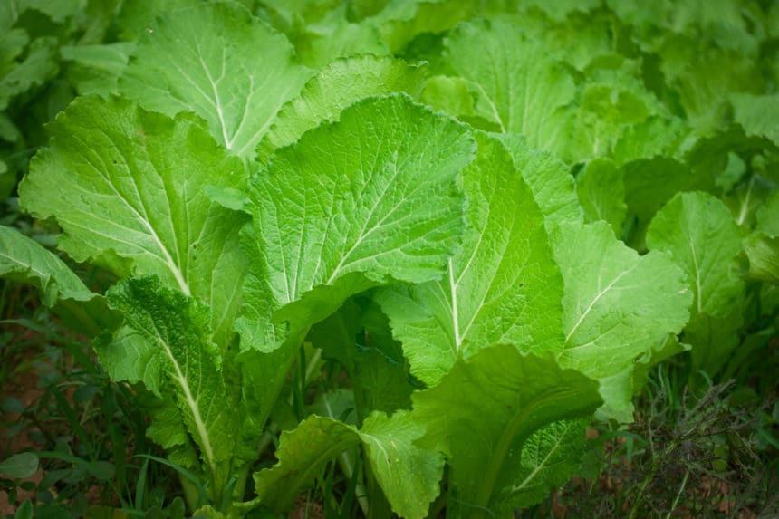 Mustard Tree Size » Top Tips on How Big it Grows