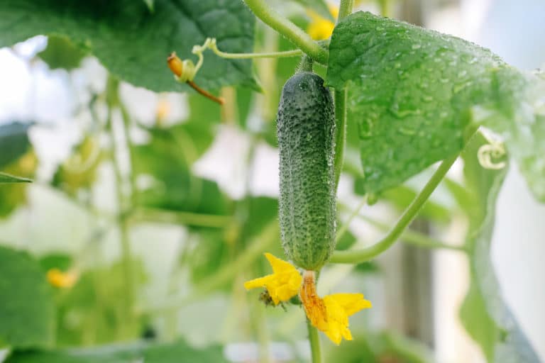 Growing Cucumbers Indoors Yes You Can