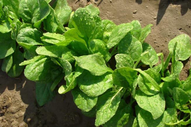 Spinach Plant Spacing » Top Tips for Best Growth