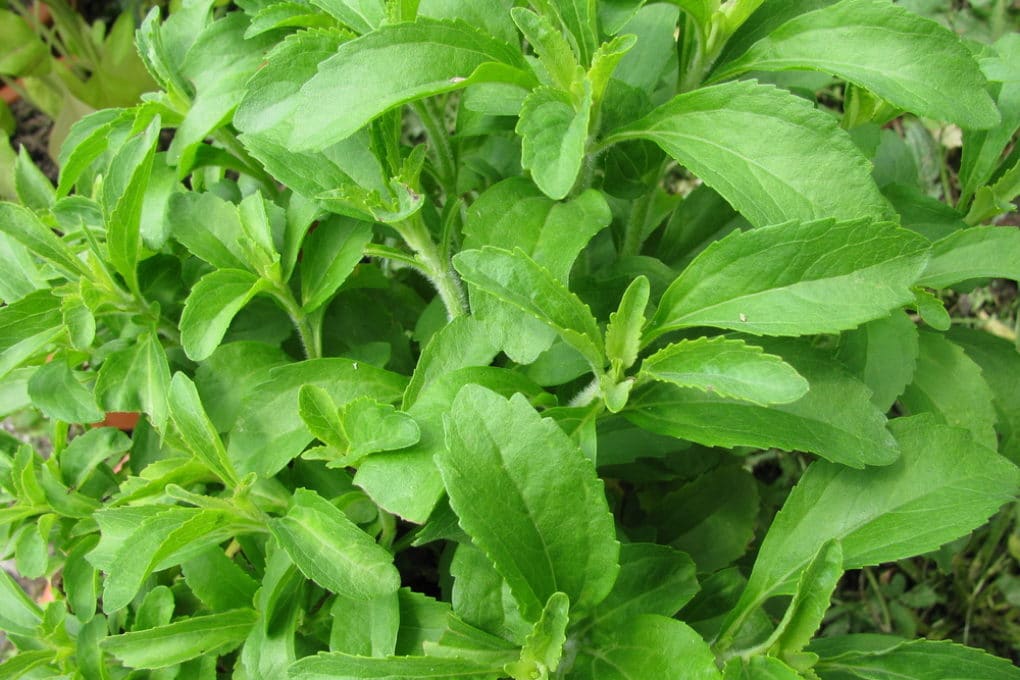 Growing Stevia » Top Tips on Growing Your Own Sweetner