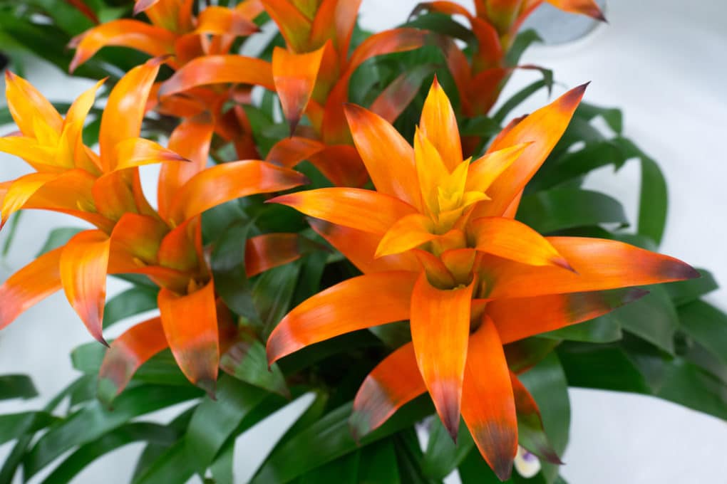 Guzmania Care » Everything You Need to Know