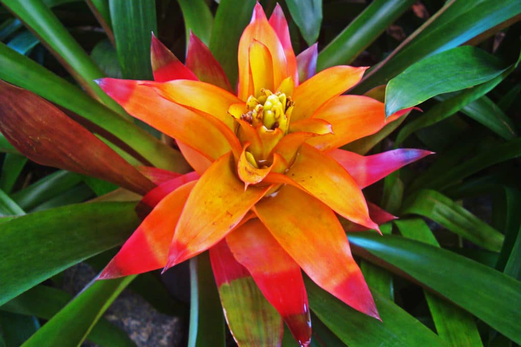 Guzmania Care » Everything You Need to Know