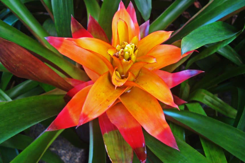 What is a Bromeliad? » All The Top Facts