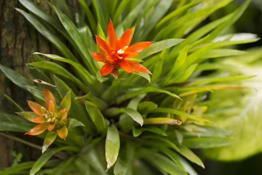 Guzmania Care » Everything You Need to Know