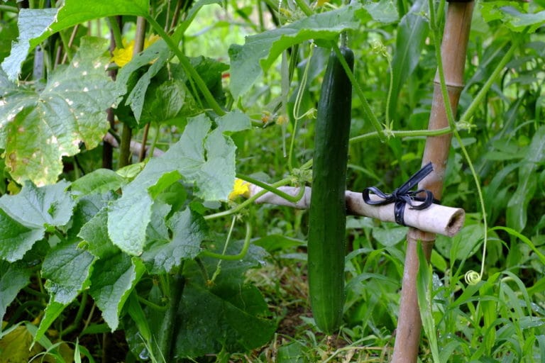 When to Pick Lemon Cucumbers » Tips to Pick Like a Pro When to Pick Lemon Cucumbers » Tips to Pick Like a Pro