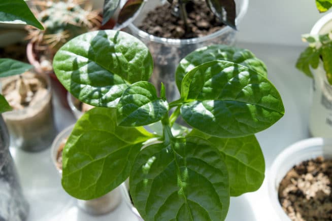 Spinach Plant Spacing » Top Tips for Best Growth