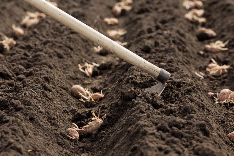 Planting Sprouted Potatoes is Easy as Pie