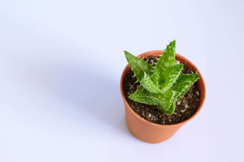 Aloe Vera Pups » Everything You Need to Know Aloe Vera Pups » Everything You Need to Know
