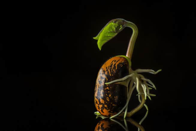 How to Sprout Beans » Top Tips for Success