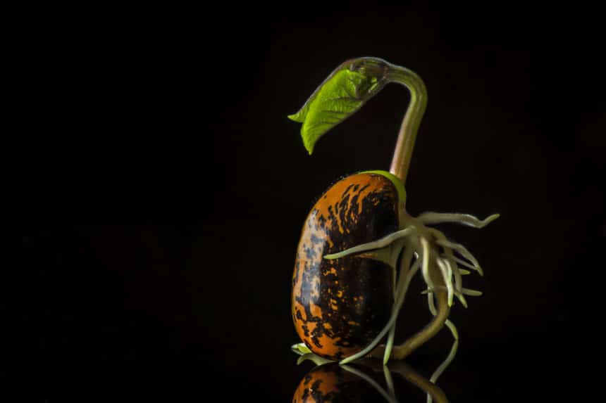 How to Sprout Beans » Top Tips for Success