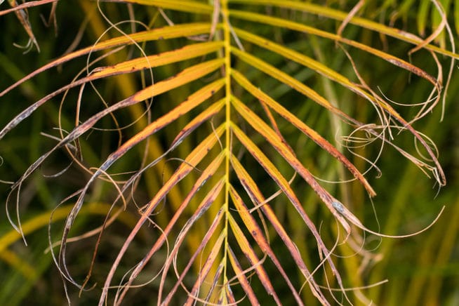 Areca Palm Care » Top Tips on Growing Like a Champ