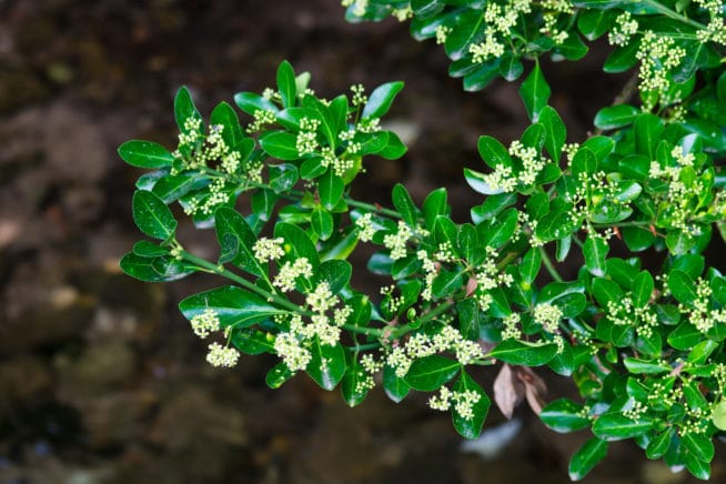 Bay Laurel Hedge » Top Growing Tips