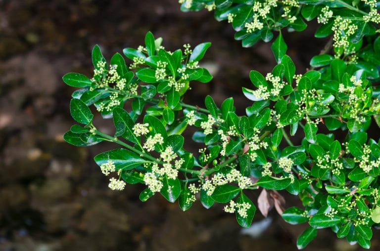 Laurel Flower » Top Facts on the Blooms