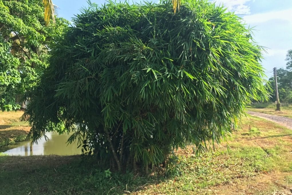 Growing Bamboo is Easier Than You Think