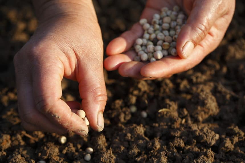 Stringing Your Green Beans the Right Way