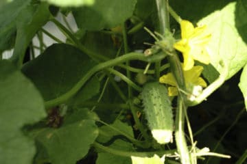 White Cucumbers: What You Need to Know - Garden.eco