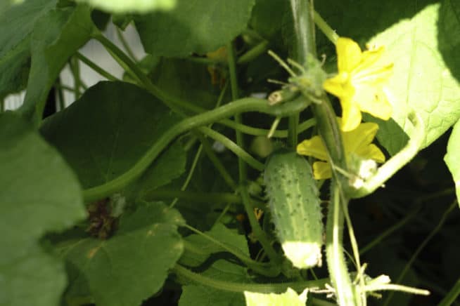 How to Stake Cucumbers the Easy, Inexpensive Way - Garden.eco