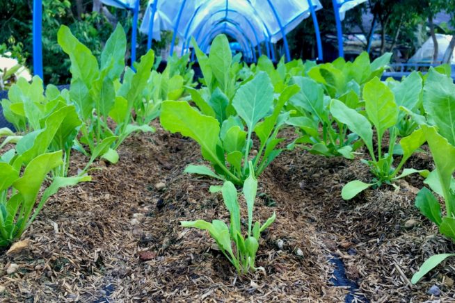 Bush Bean Spacing & Giving the Room They Need