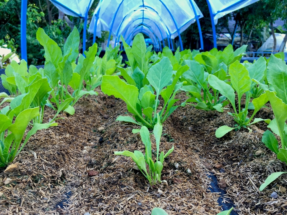 Spinach Plant Spacing Top Tips For Best Growth Spinach Plant Spacing Top Tips For Best Growth