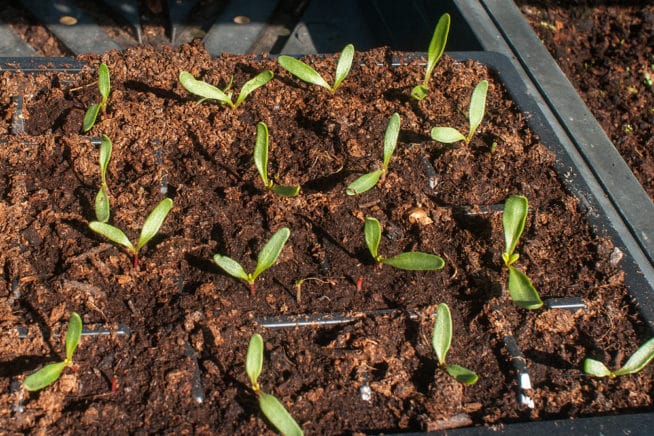 Okra Spacing » Tips on Giving it Elbow Room