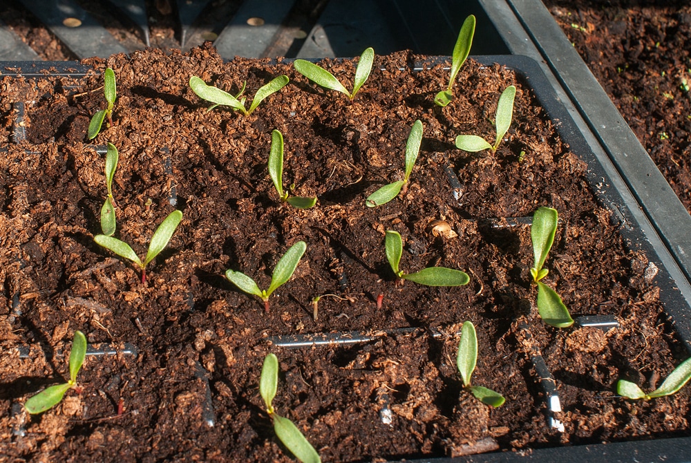 Spinach Seedings Bringing Up Baby Right Spinach Seedings Bringing Up Baby Right