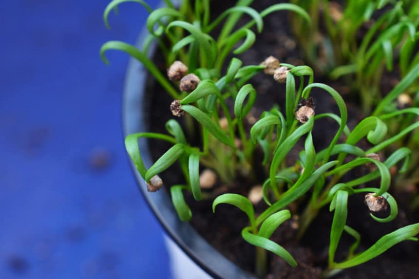 Spinach Plant Spacing » Top Tips for Best Growth