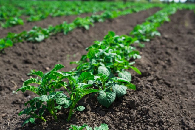Growing Red Potatoes » Top Tips