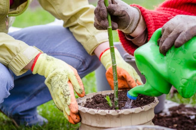 How to Repot Bamboo » Pot Them Up Right