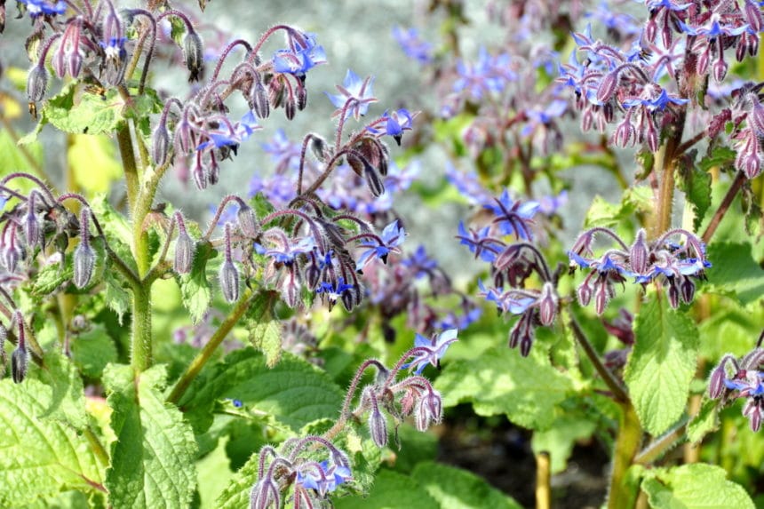 What Is Borage Everything You Need To Know