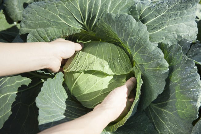 How Does Cabbage Grow? » All The Tips & Facts