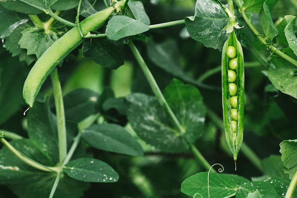 String Peas » Top Tips to String Them Up High