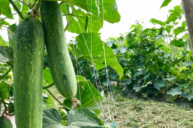 White Cucumbers: What You Need to Know - Garden.eco