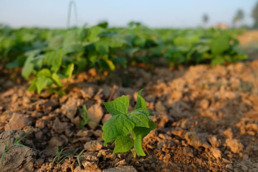 How to Grow Jicama » Tips to Channel Your Inner Farmer