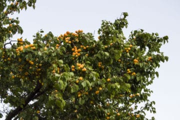 Apricot Tree Care »Tips to Keep Them Healthy & Happy