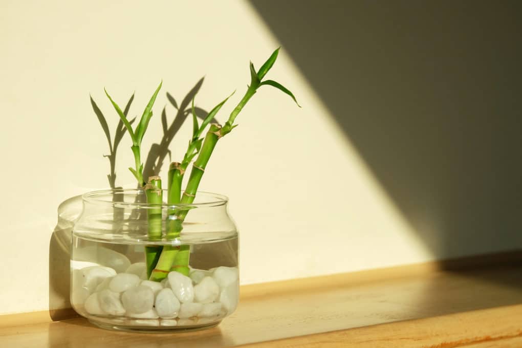 Water Bamboo » It's Really Lucky Bamboo