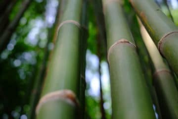 Bamboo Stems » Everything You Need to Know