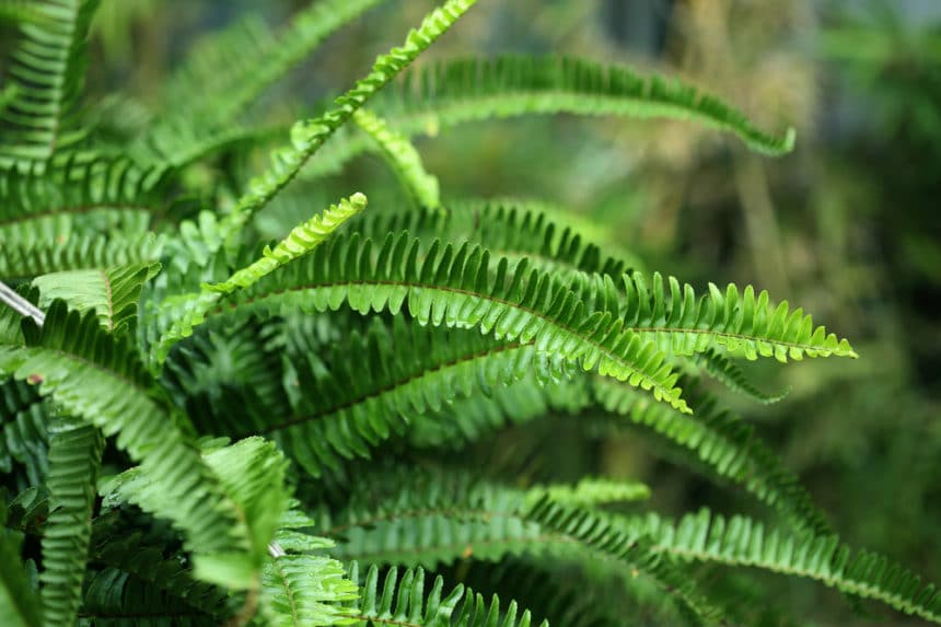Boston Fern Care Epsom Salt » Tip On Use