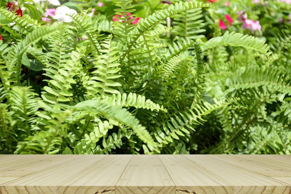 Boston Ferns Indoors » Top Growing Tips