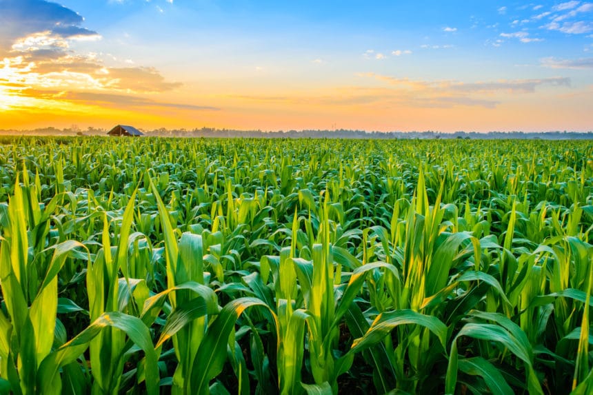 When to Fertilize Corn? » Top Timing Tips