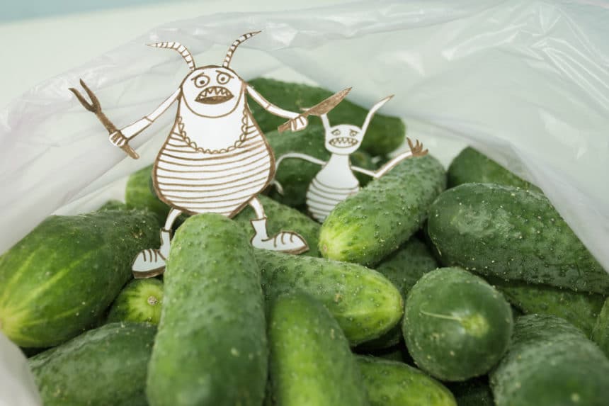 Cucumber Fertilizer » Top Tips to Feed Them Right