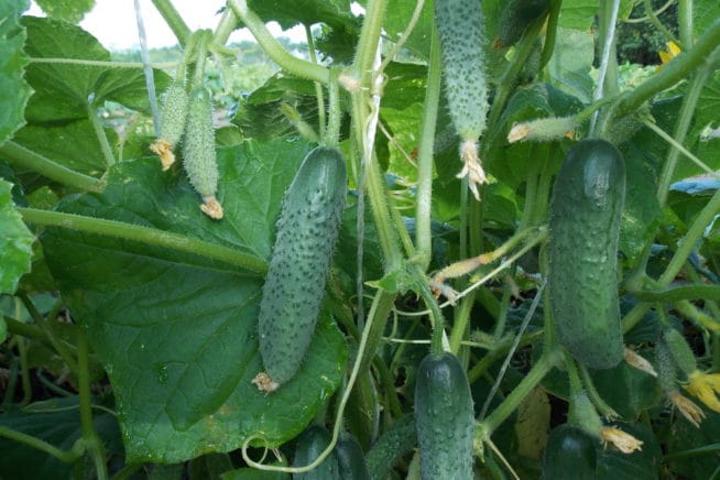 How to Stake Cucumbers the Easy, Inexpensive Way - Garden.eco
