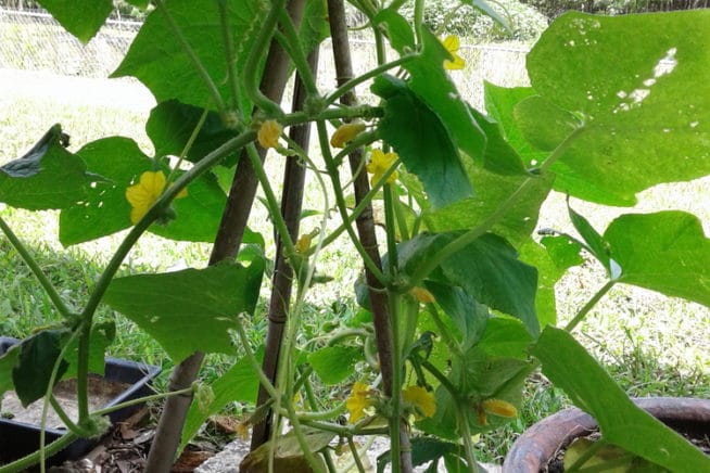 Cucumber Trellis Height » Top Tips on Right Height