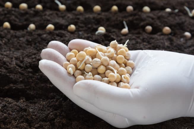 Germinating Peas » Top Tips & Facts