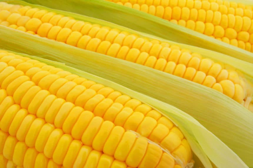 How to Grow Baby Corn » Top Tips